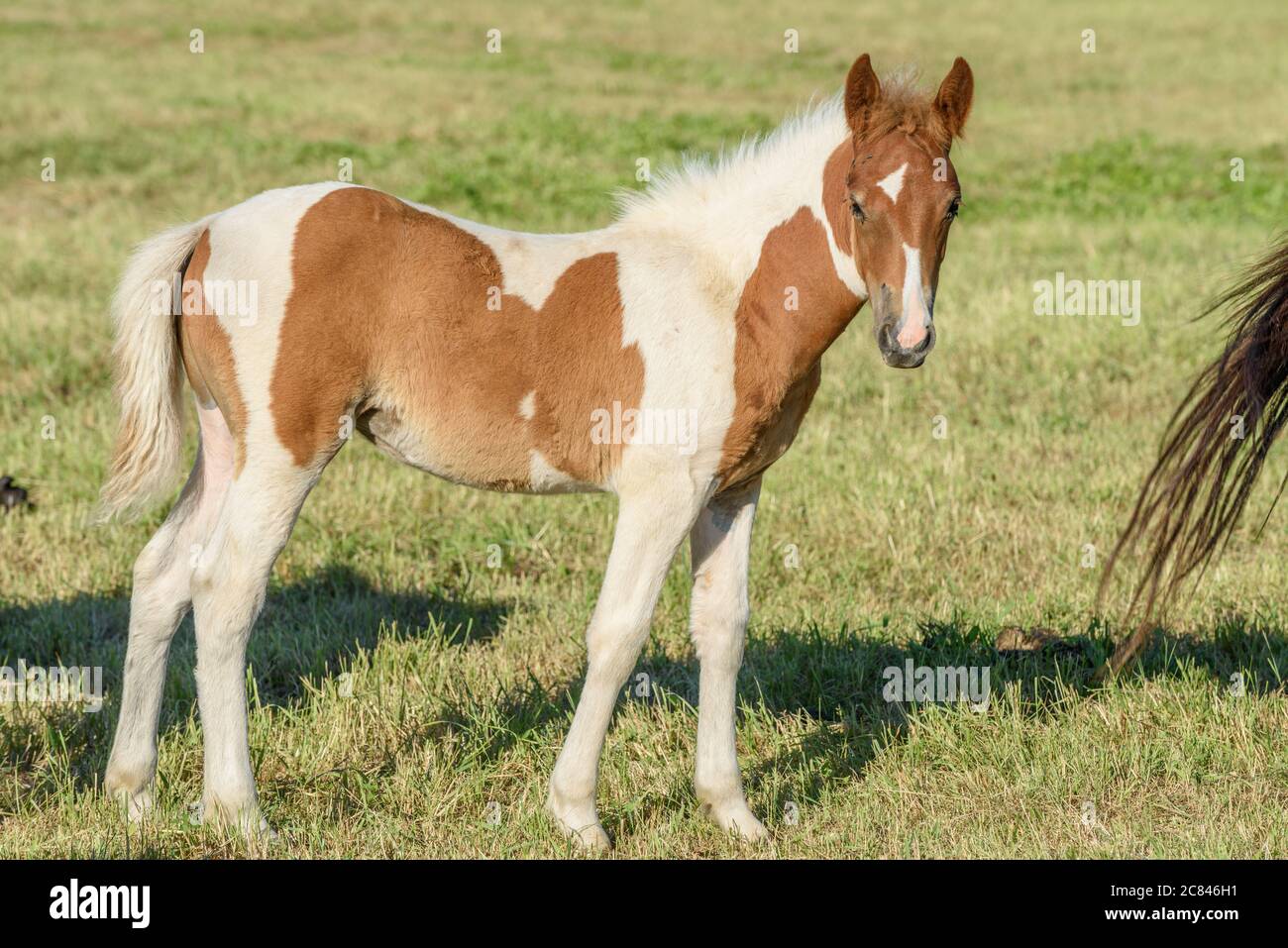 Ponies in a pasture in the French countryside Stock Photo - Alamy