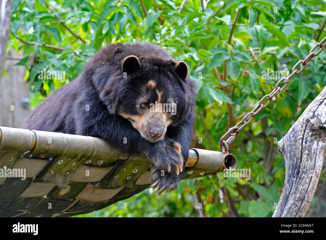 Mid sized species of bear hi-res stock photography and images - Alamy