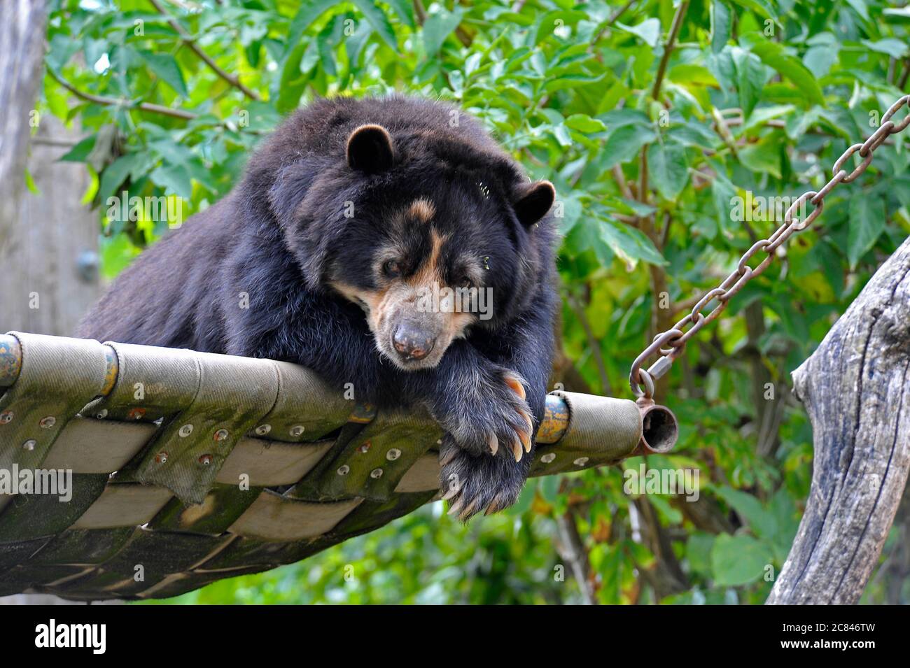 Mid sized species of bear hi-res stock photography and images - Alamy