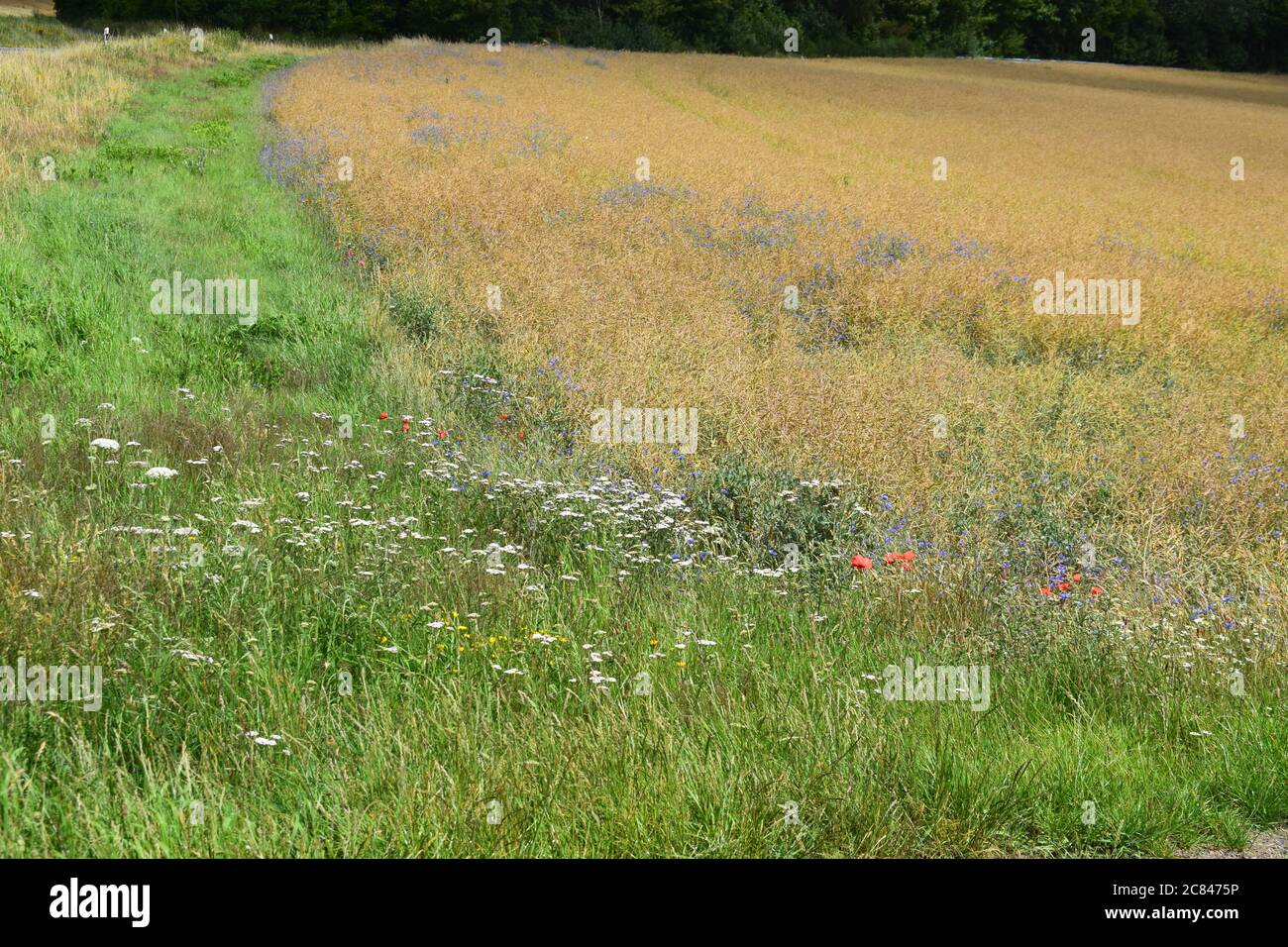 grain field with flowers Stock Photo - Alamy