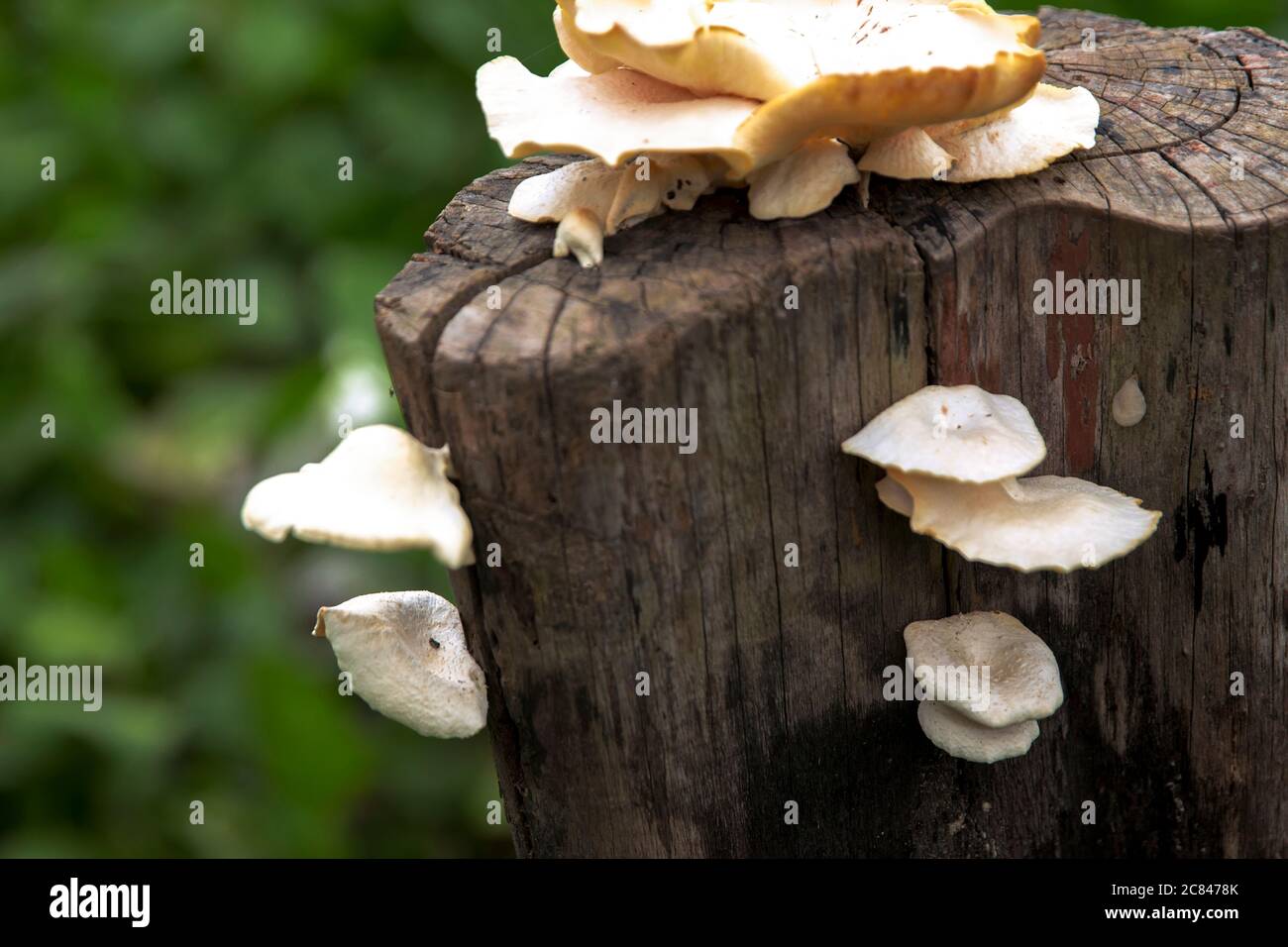 Old growth forest and fungus hi-res stock photography and images - Alamy