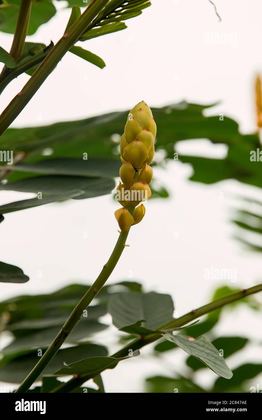 Senna alata, emperor's candlesticks, candle bush, candelabra bush ...