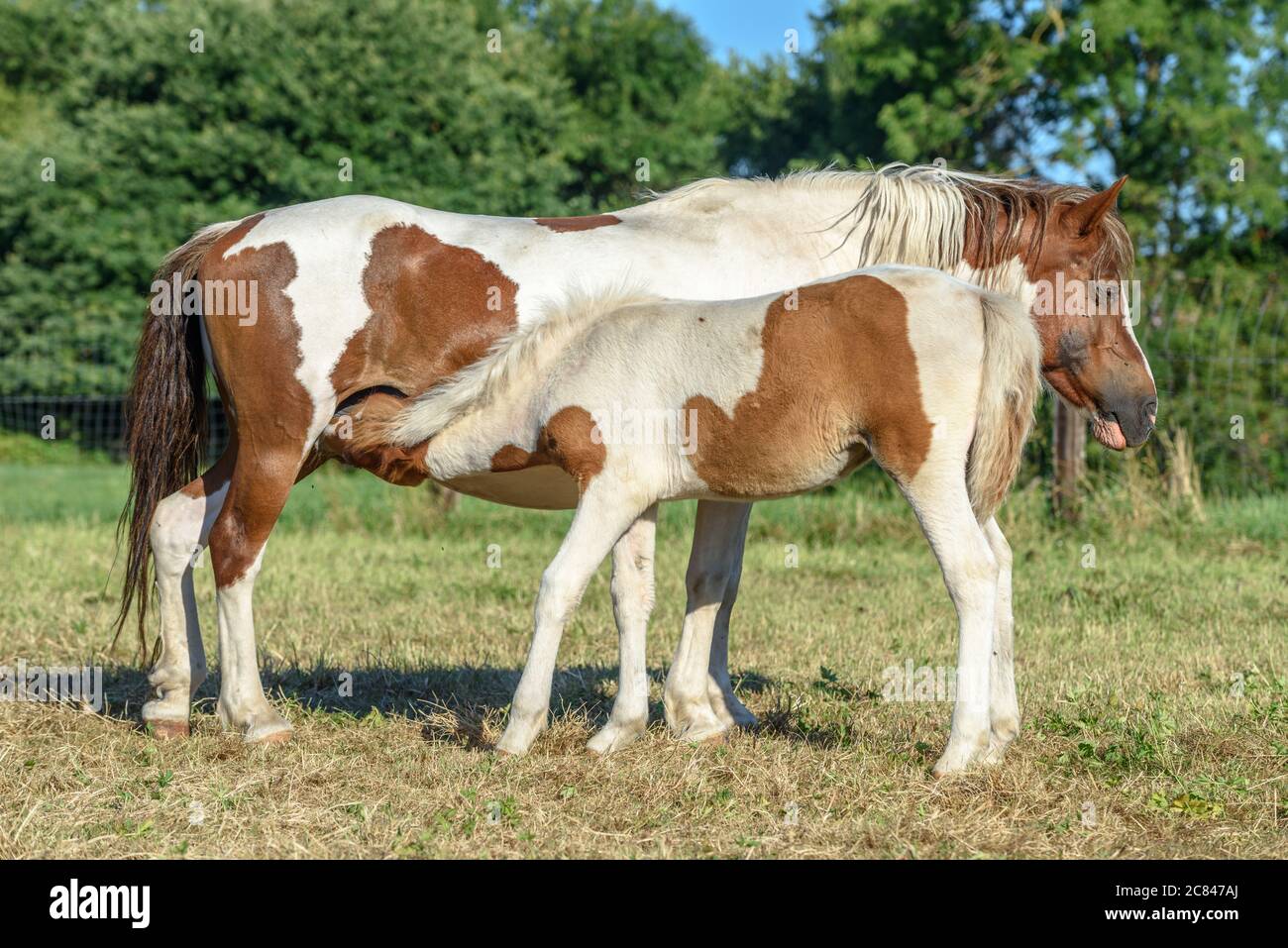 Ponies in a pasture in the French countryside Stock Photo - Alamy