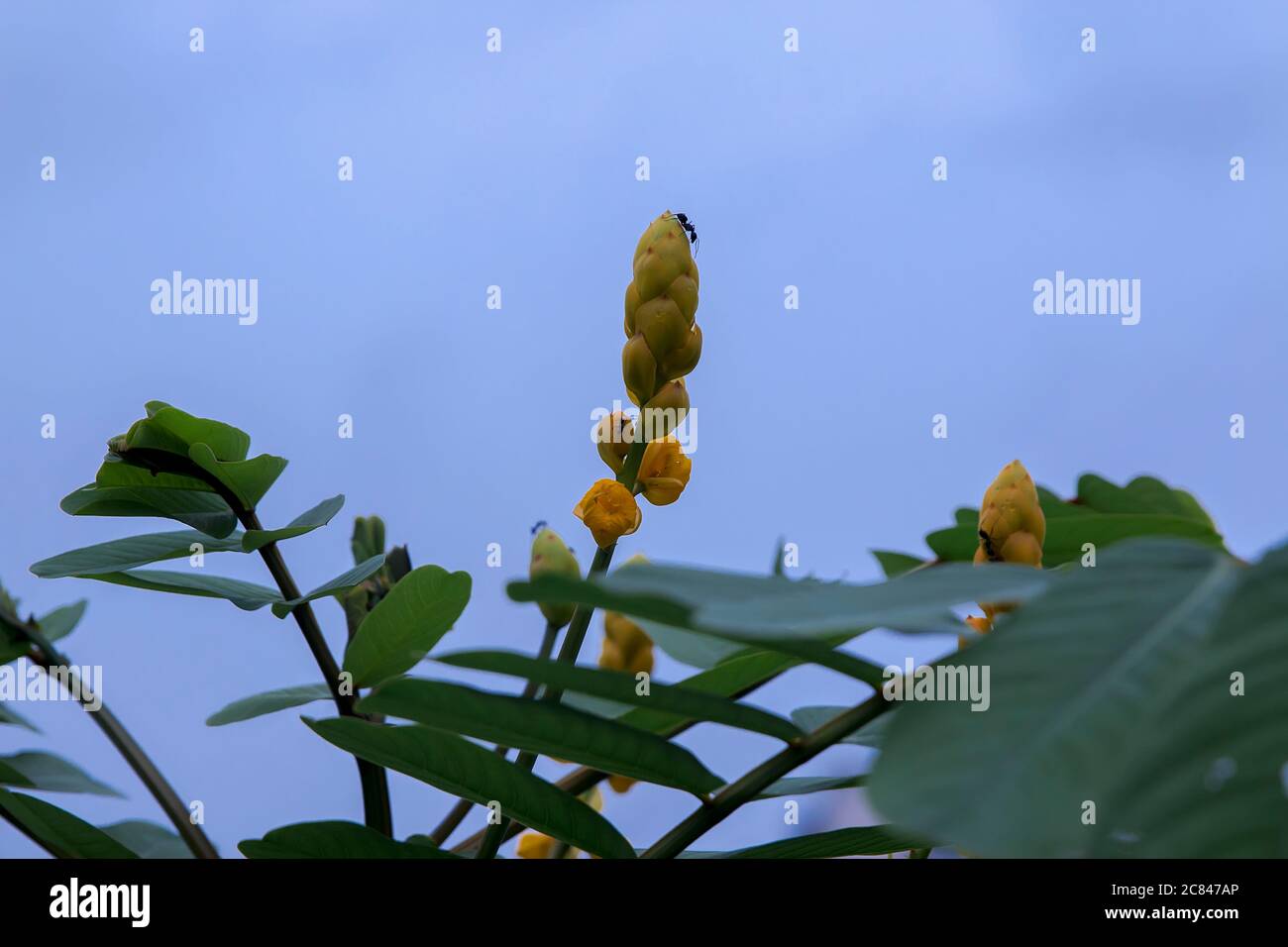 Senna alata, emperor's candlesticks, candle bush, candelabra bush ...