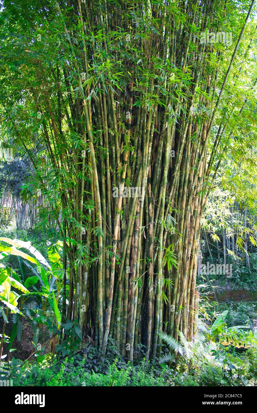 Plantation complex hi-res stock photography and images - Alamy