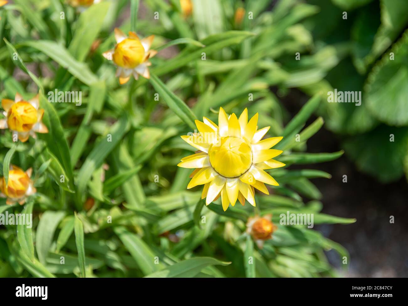 Xerochrysum bracteatum, commonly known as the golden everlasting or ...
