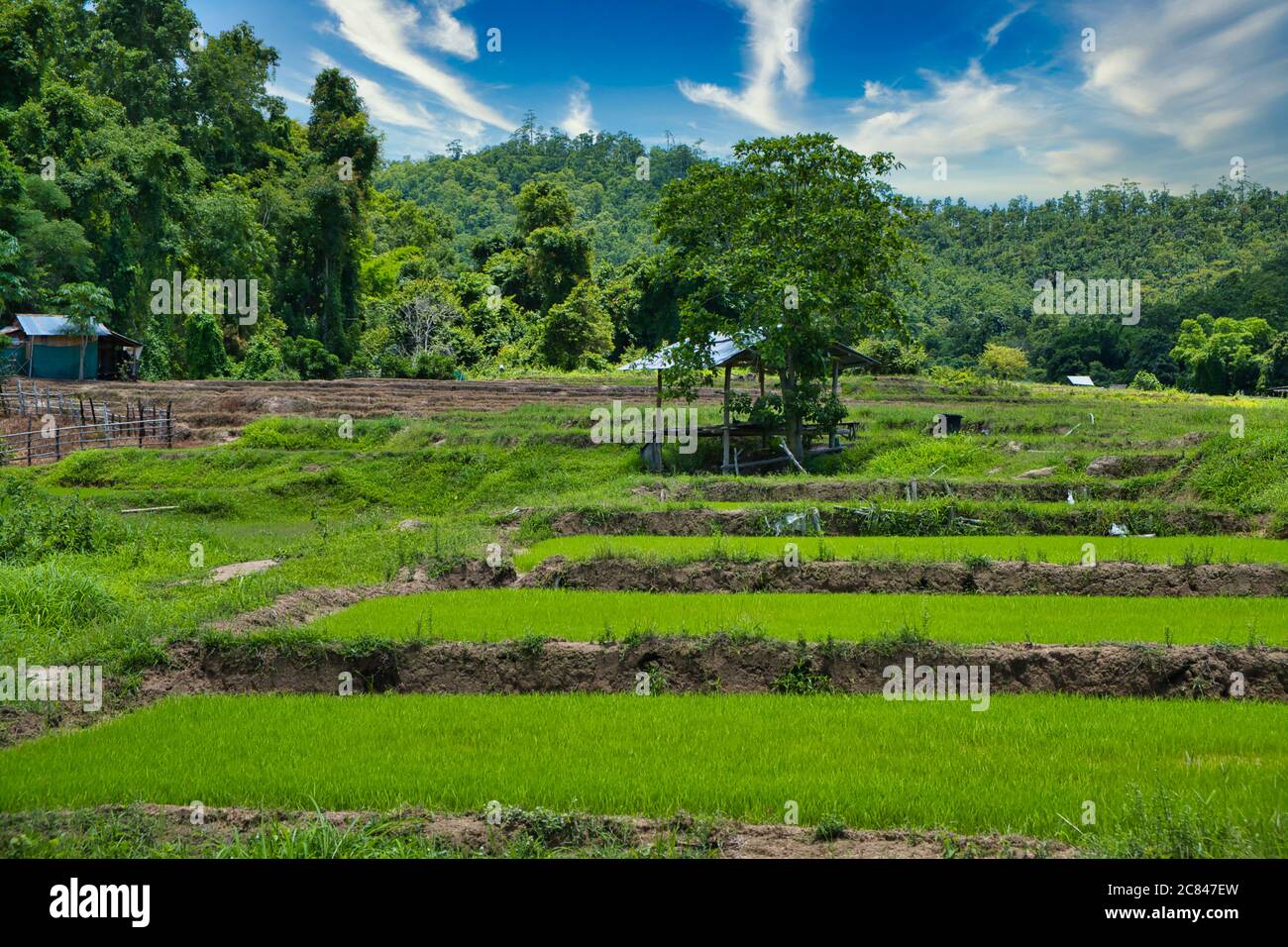 Rice filed in northern Thailand Stock Photo - Alamy