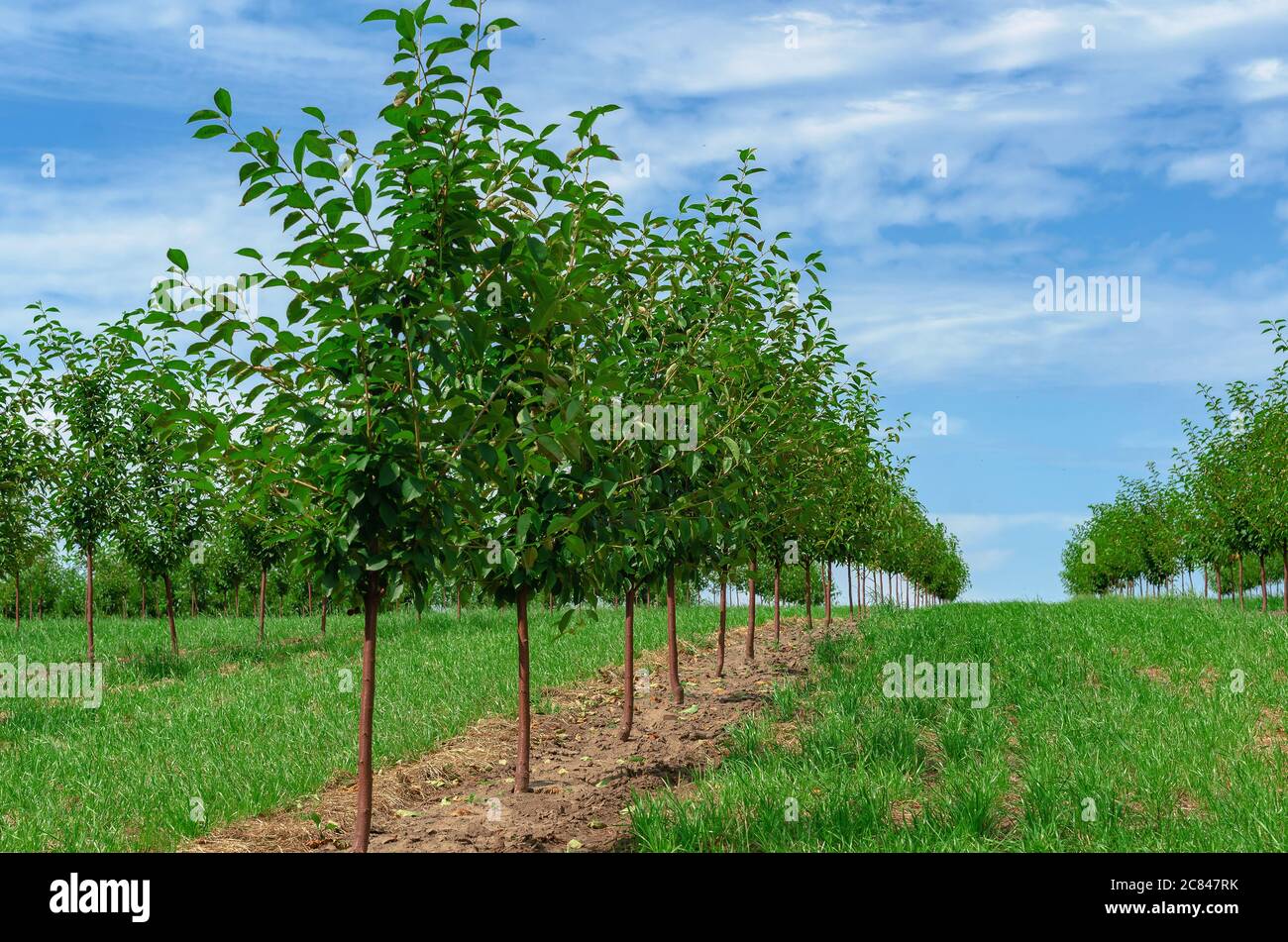 Young cherry trees are planted in rows in the garden Stock Photo - Alamy