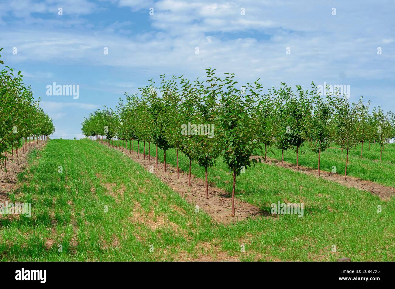 Young cherry trees are planted in rows in the garden Stock Photo - Alamy