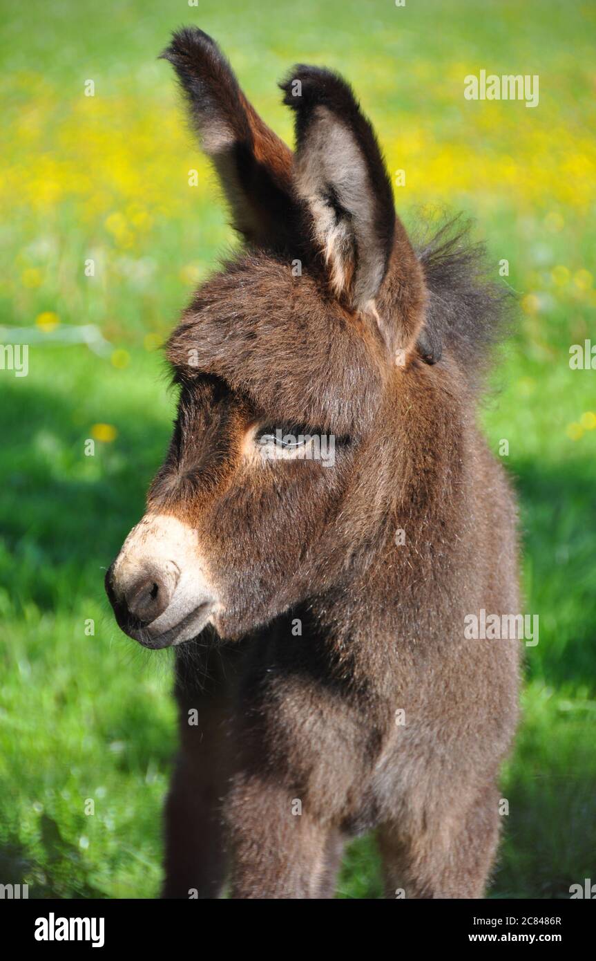 Cute Baby Donkey Cute Baby Donkey Cartoon Line Art 47506364 Vector Art