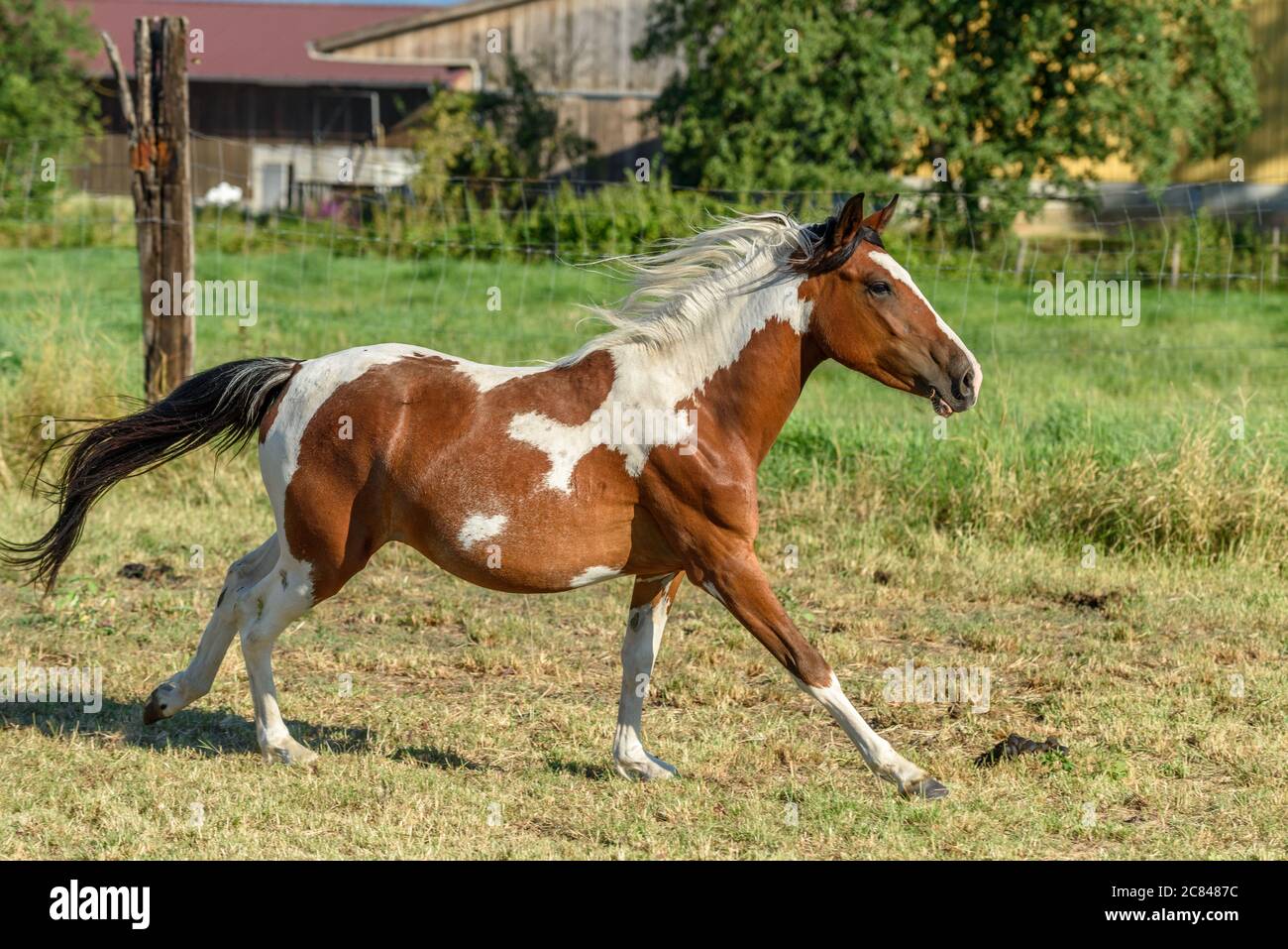 Ponies in a pasture in the French countryside Stock Photo - Alamy