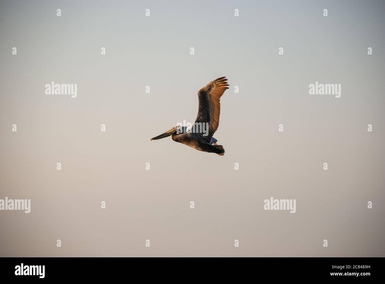Close up shot of a california brown pelican bird flying freely in the ...
