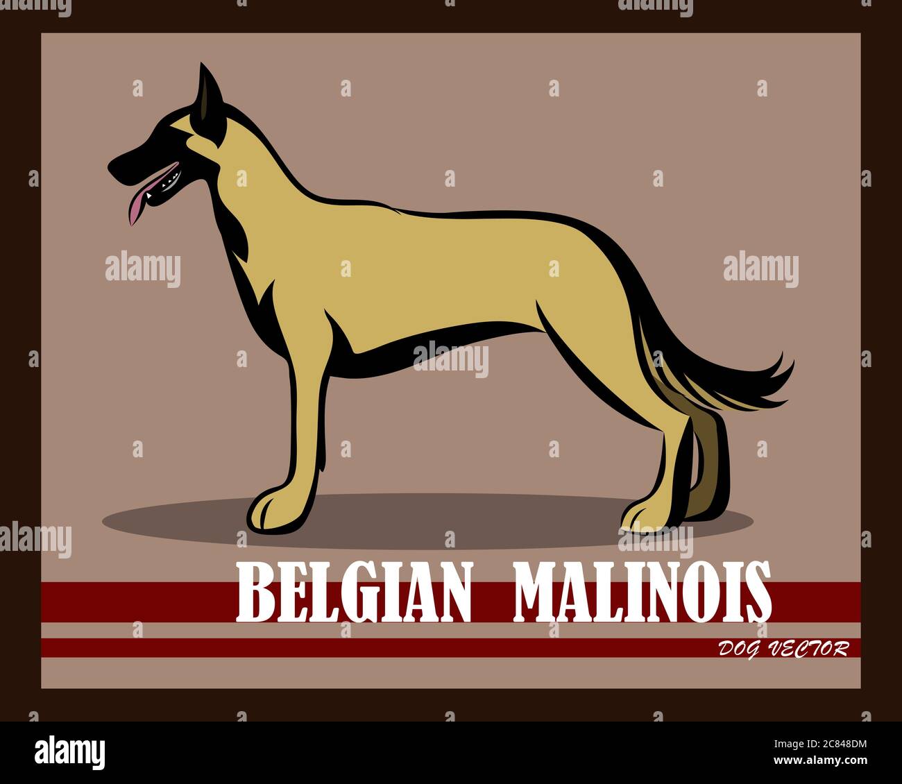 Vector illustration of Belgian Shepherd Malinois dog. It is standing ...