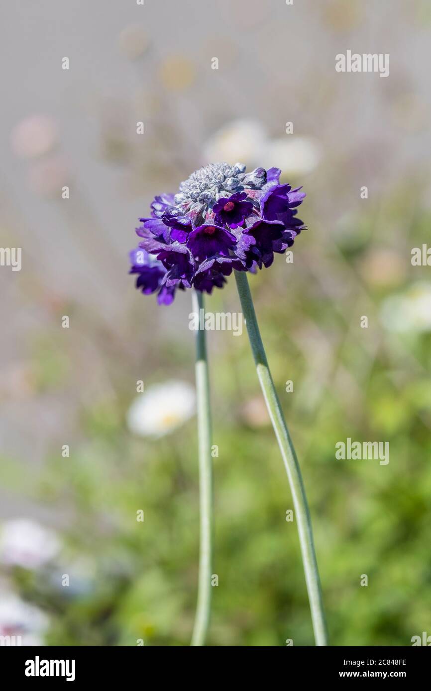 Himalayan primrose hi-res stock photography and images - Alamy