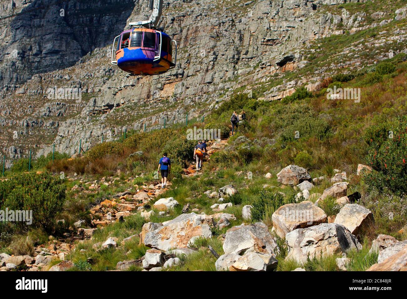Walking up to the top contour path on Table Mountain Stock Photo - Alamy
