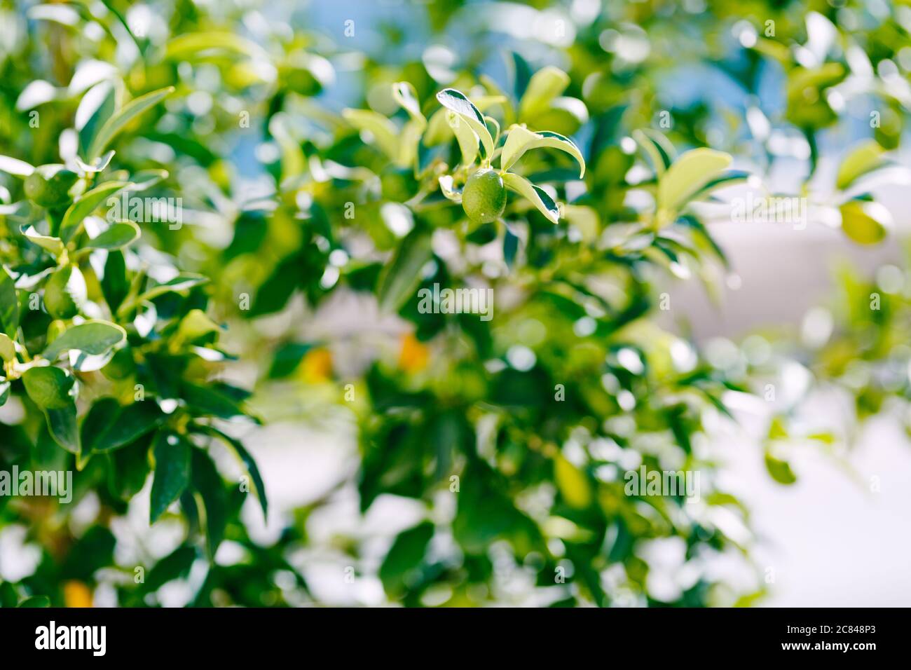Green kumquat fruit or fortunella on a tree Stock Photo - Alamy