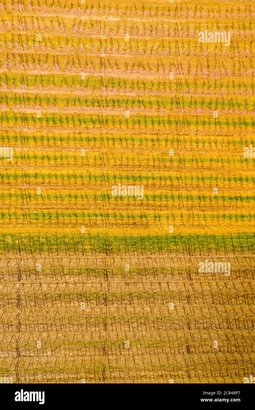 Aerial view of a field of orchard trees in Australia on a sunny day ...