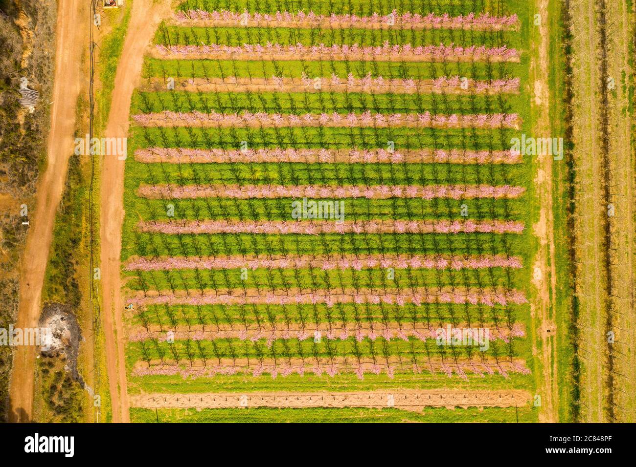 Blooming orchard rows shot in hi-res stock photography and images - Alamy