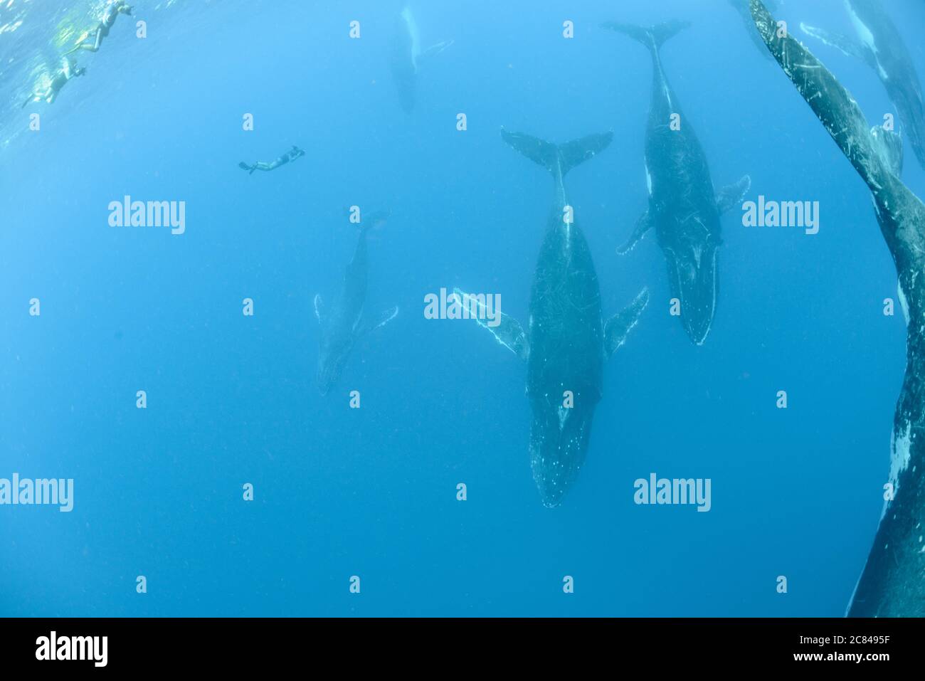 Underwater shot of humpback whales swimming Stock Photo - Alamy