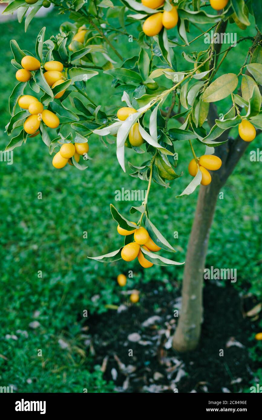 Kumquat or fortunella tree with ripe orange fruits on branches in the ...