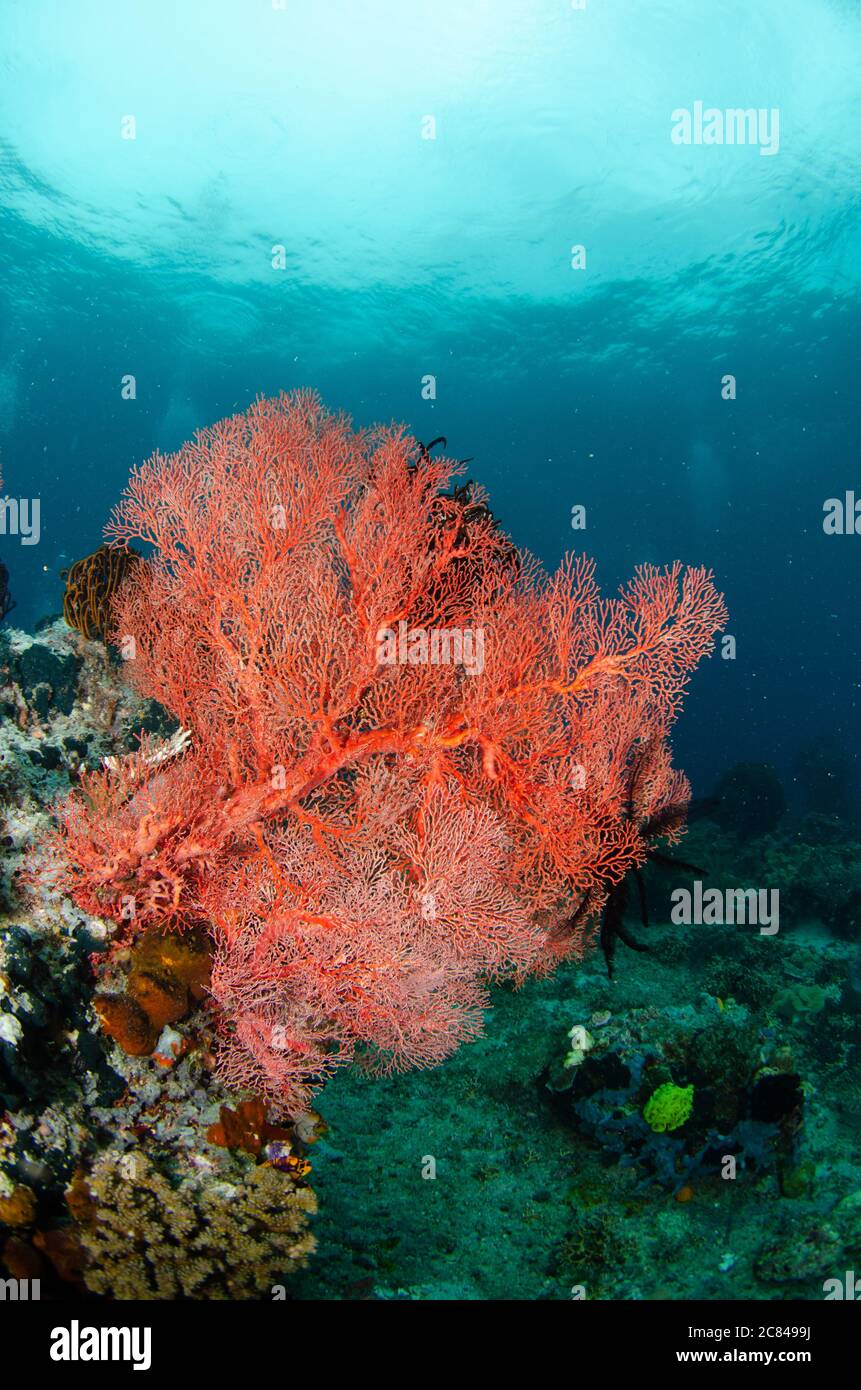 Beautiful vertical picture of a red coral under the water Stock Photo ...