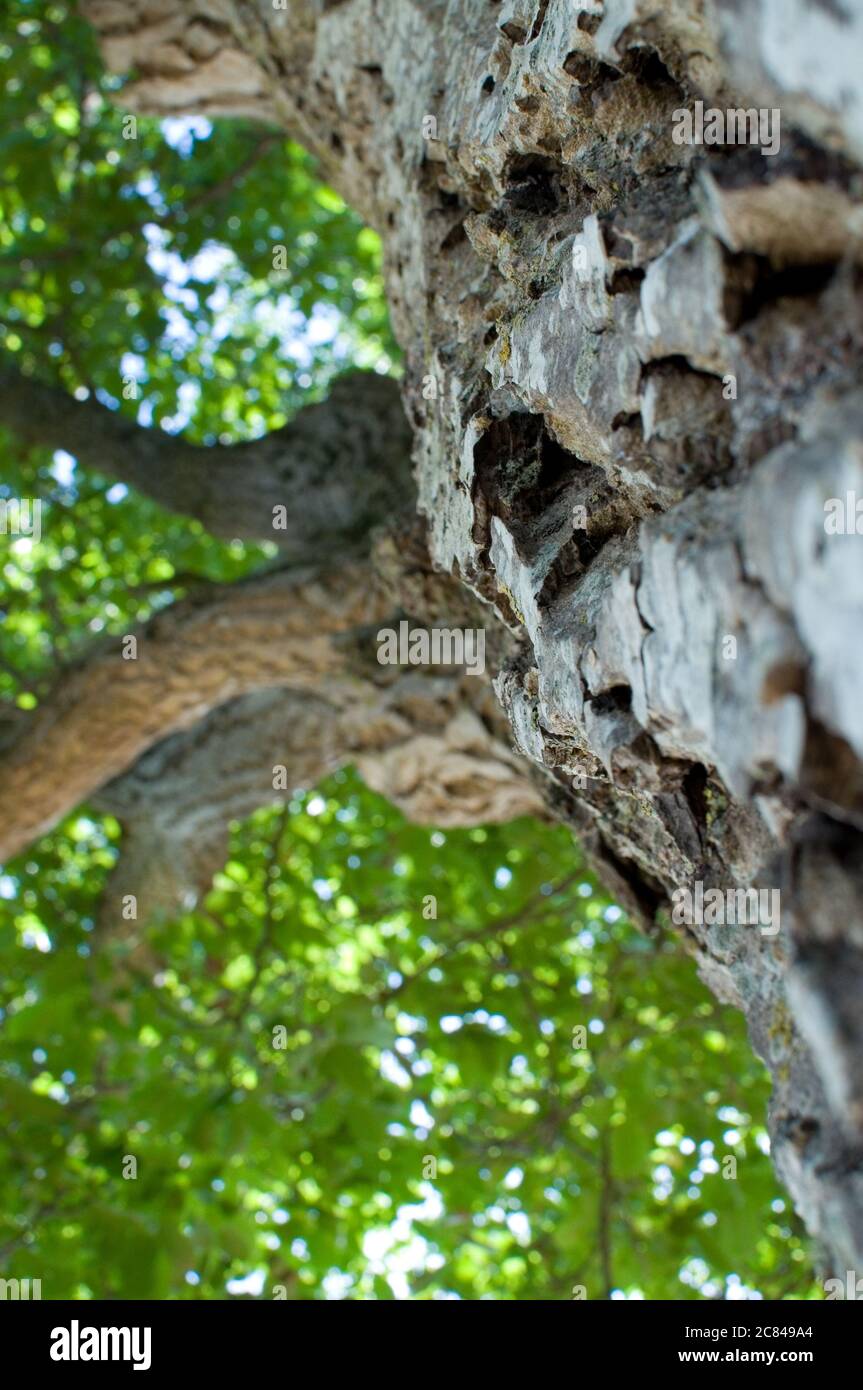 Worms eye view tree canopy hi-res stock photography and images - Alamy