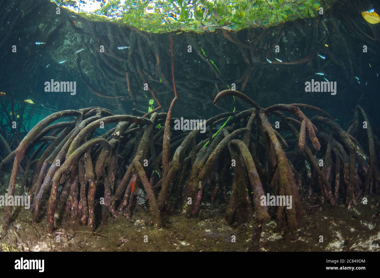 Amazing underwater picture of tree roots Stock Photo - Alamy