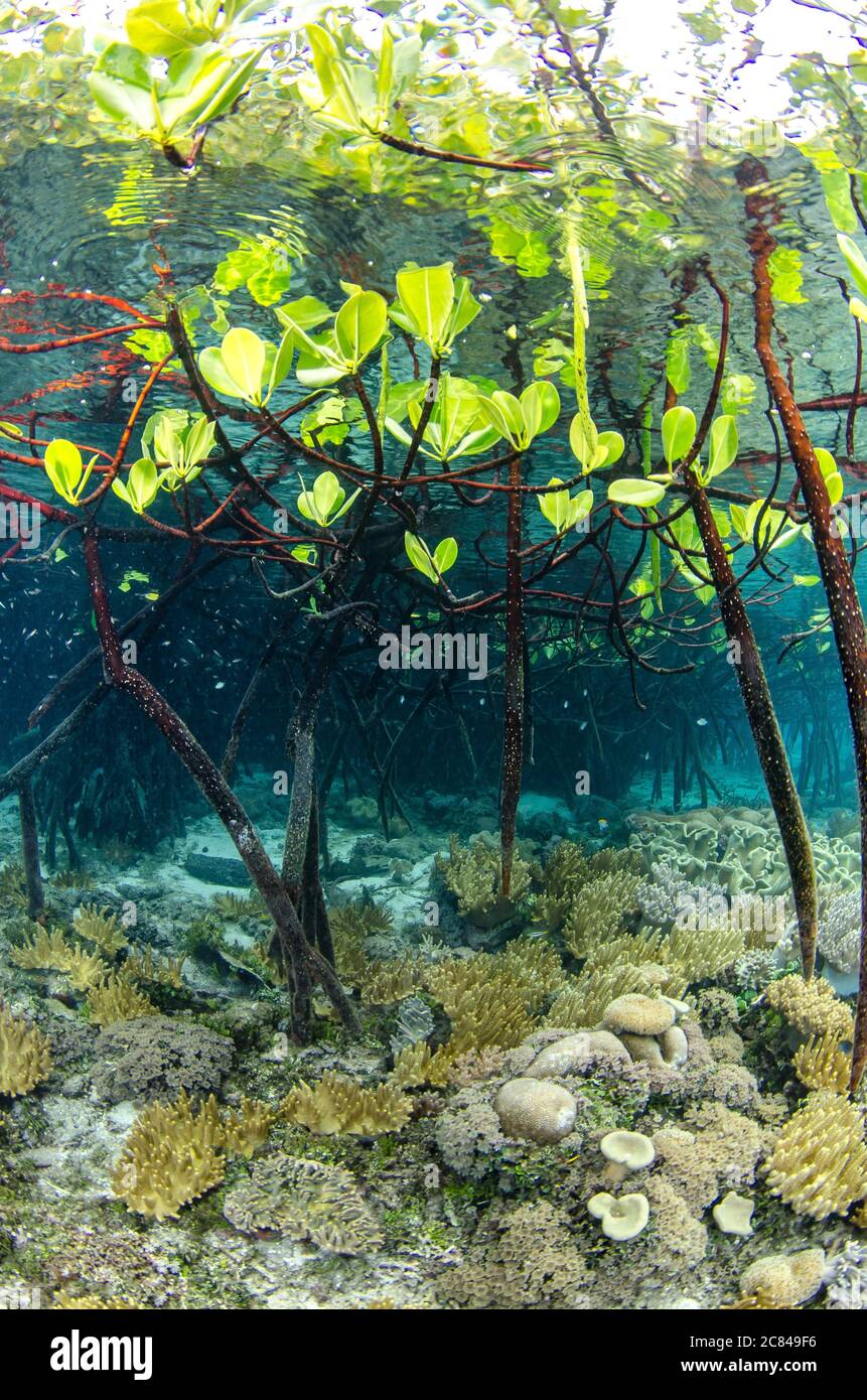 Amazing underwater picture of tree roots with yellow corals Stock Photo ...