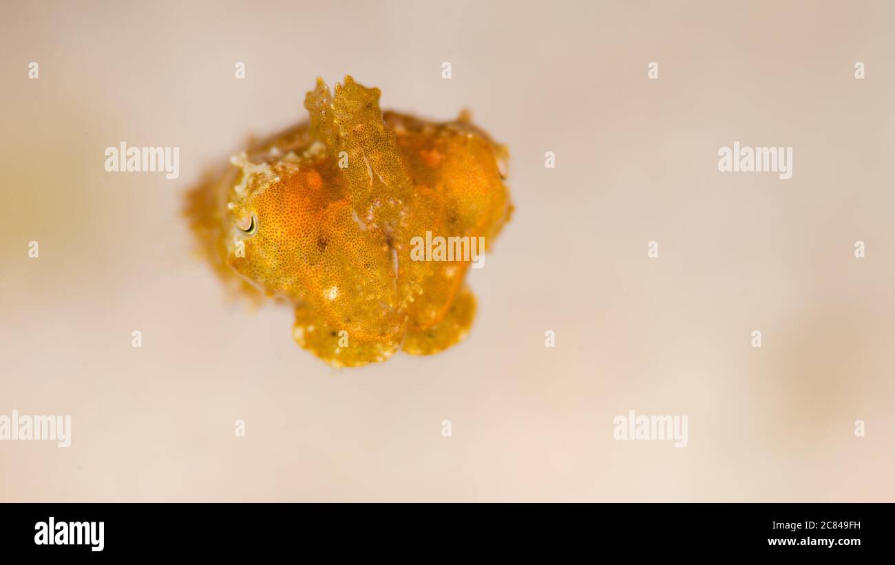 Macro shot of a Juvenile Squid isolated on a beige background Stock ...