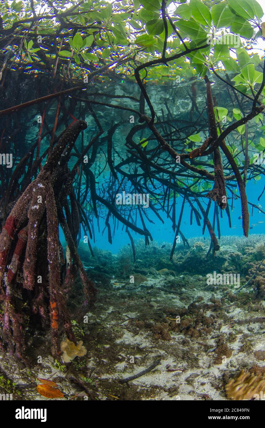 Amazing underwater picture of tree roots Stock Photo - Alamy