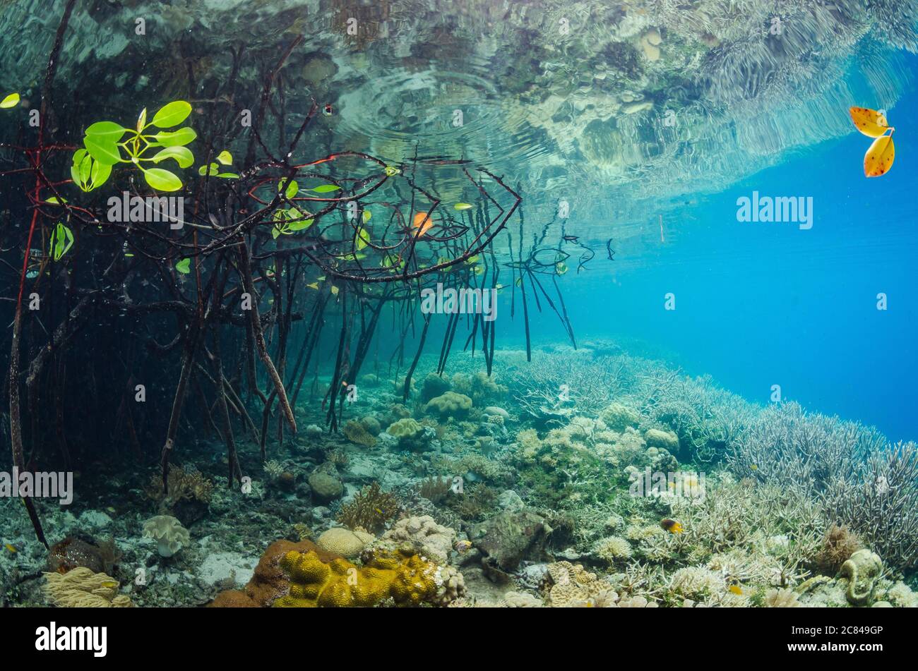 Amazing underwater picture of tree roots with yellow corals Stock Photo ...