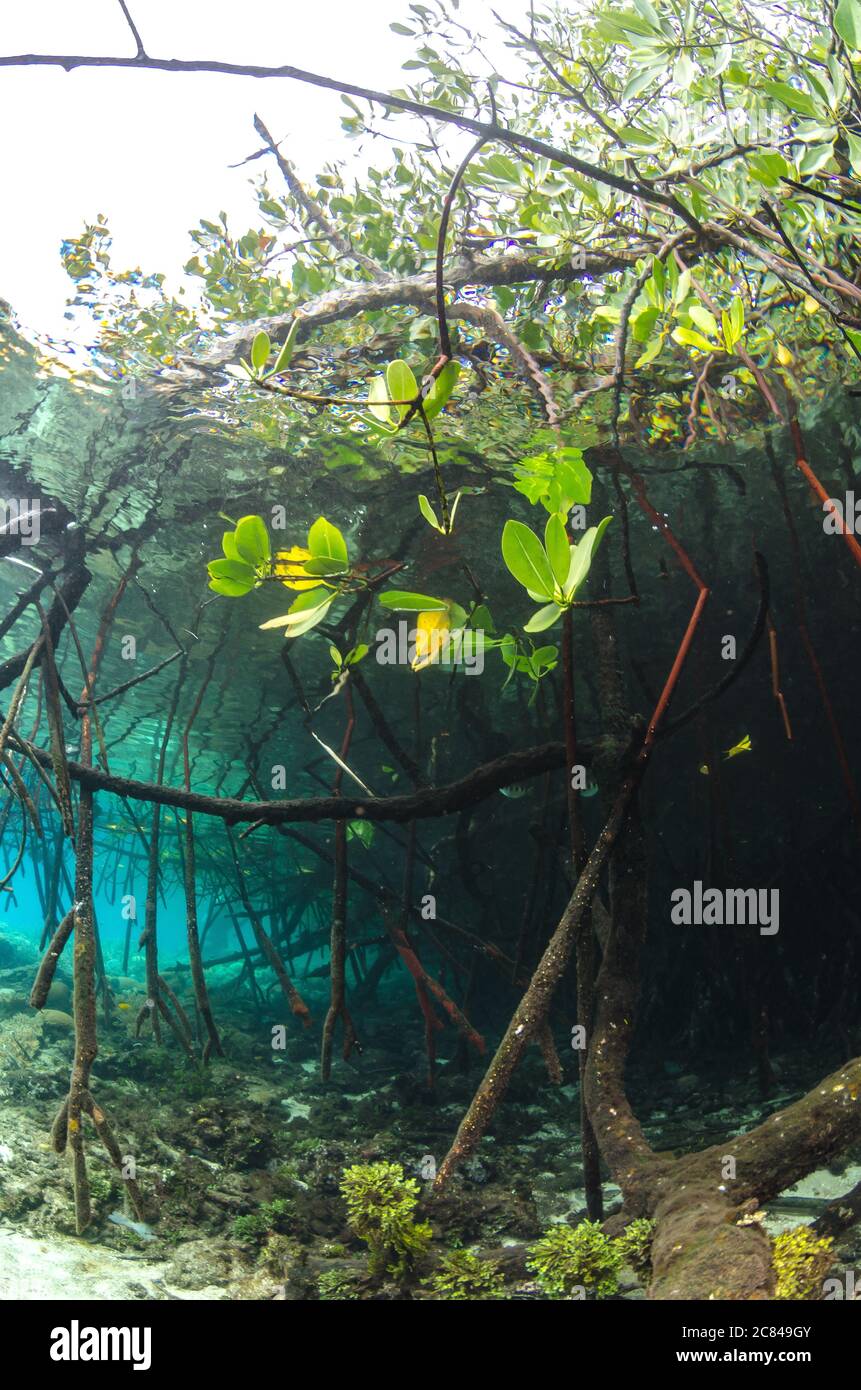Amazing underwater picture of tree roots Stock Photo - Alamy