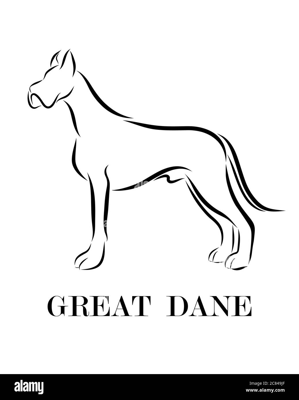 Great Dane Black And White Drawing