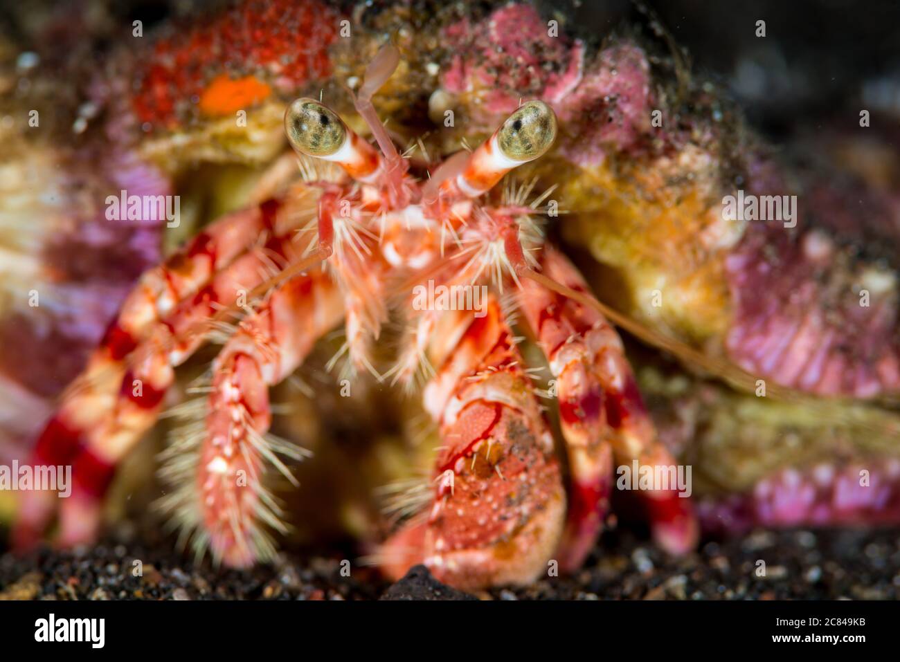 Closeup detail hermit crab hi-res stock photography and images - Alamy