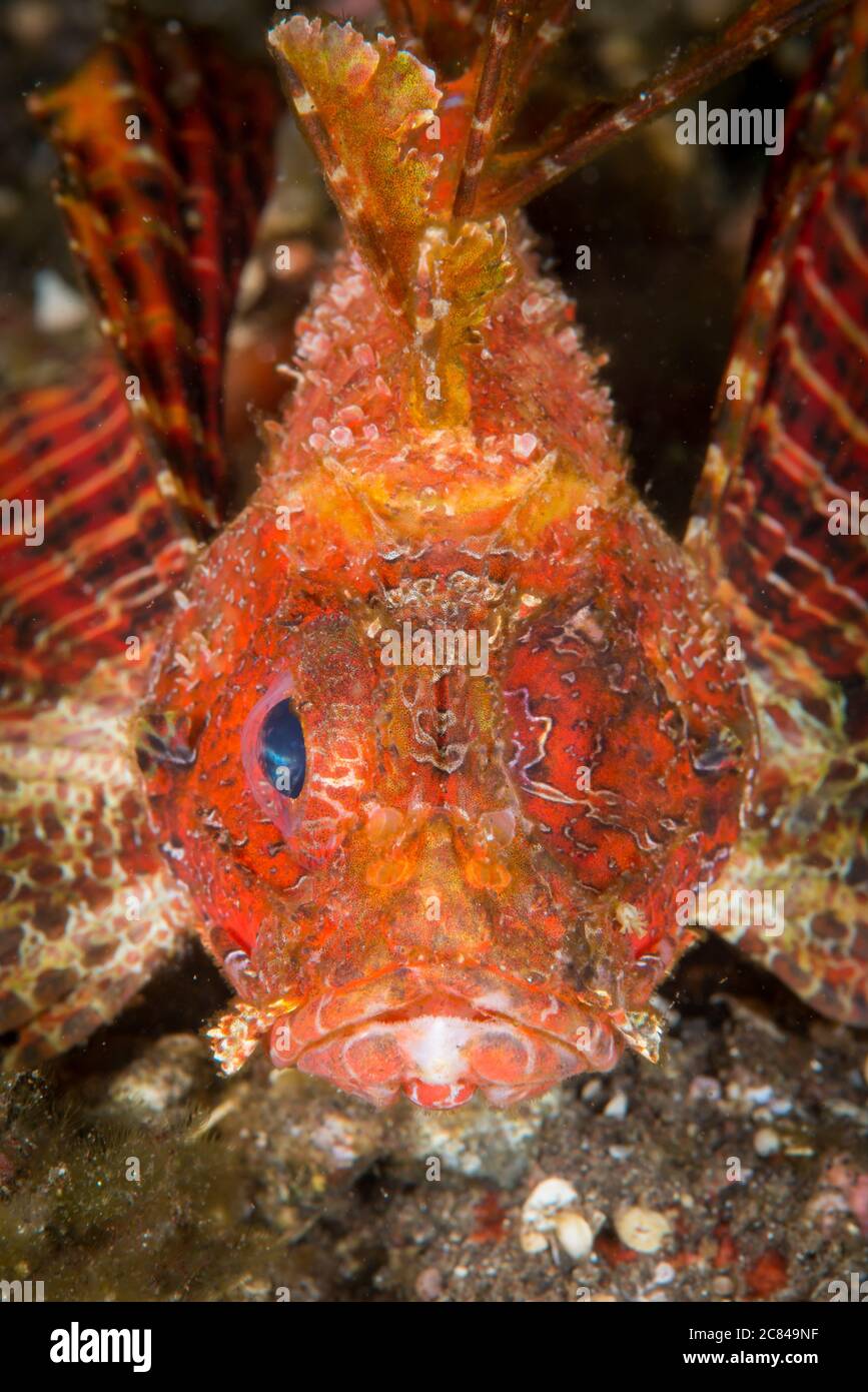 Amazing vertical picture of a scorpionfish under the water Stock Photo ...