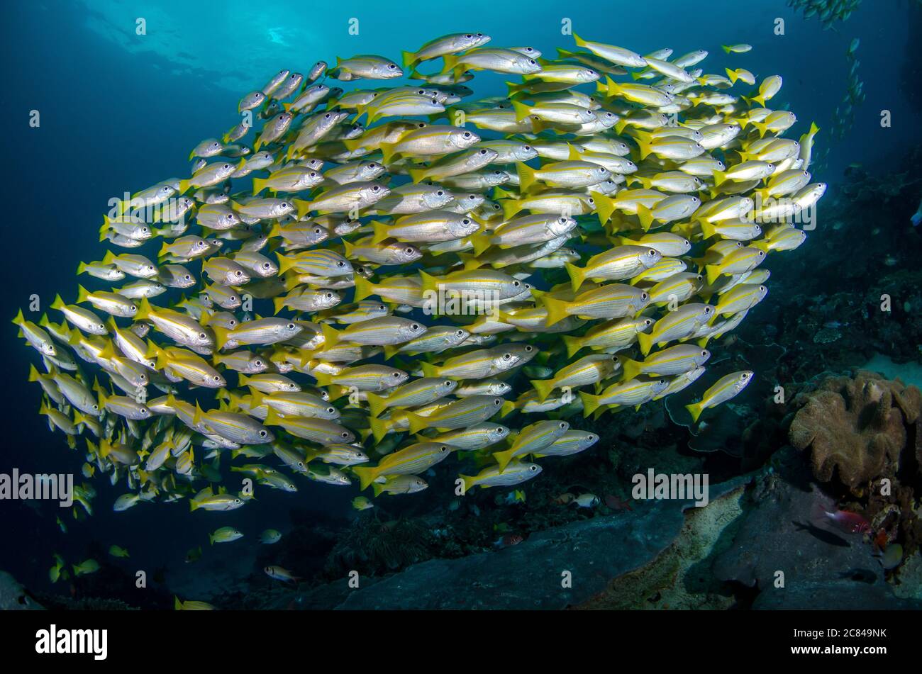 Amazing picture of a flock of tropical fish Stock Photo - Alamy