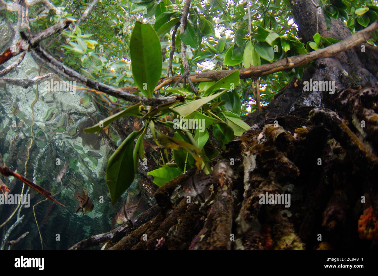 Amazing underwater picture of tree roots Stock Photo - Alamy