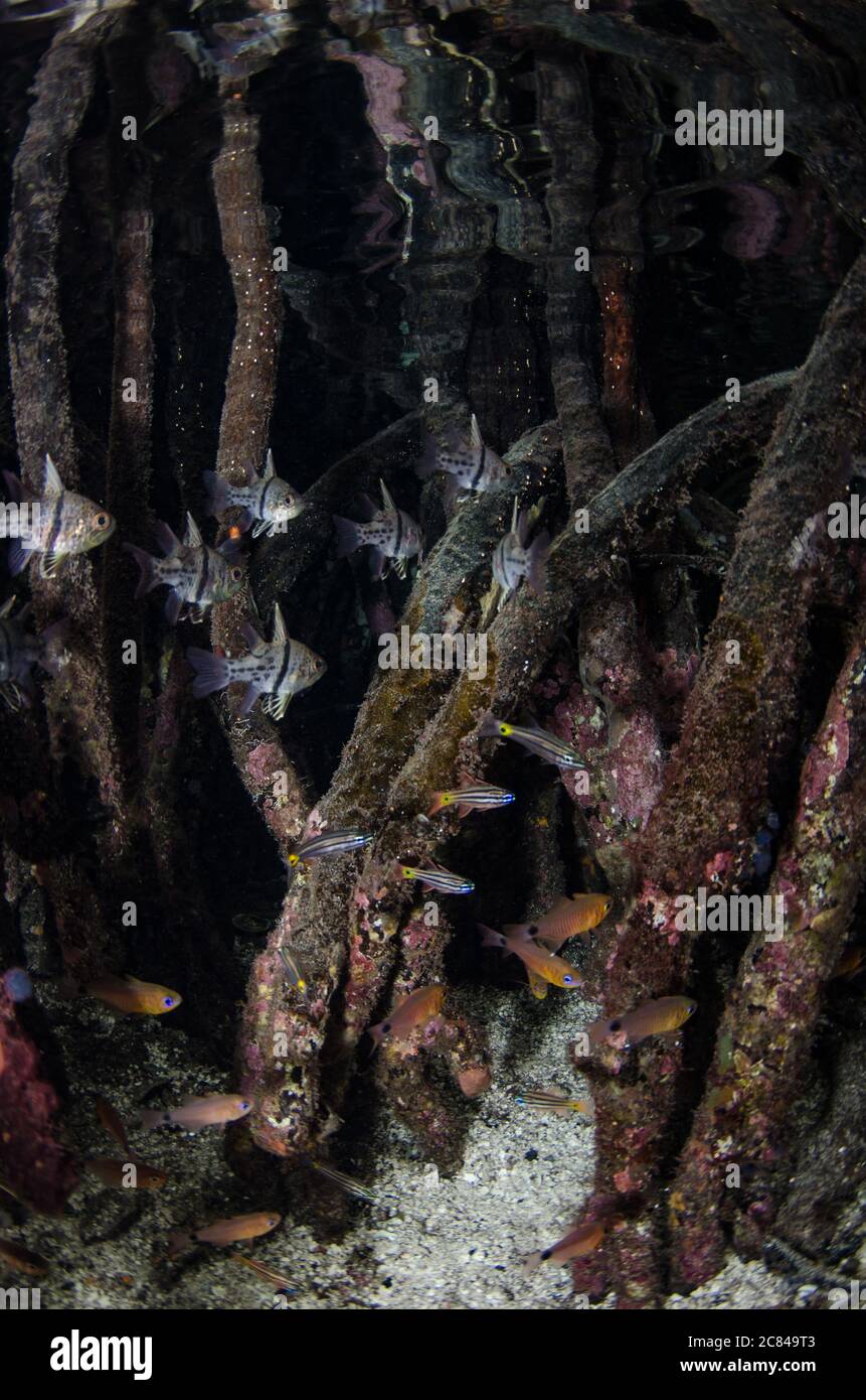 Vertical picture of a flock of fishes at night under the water Stock ...