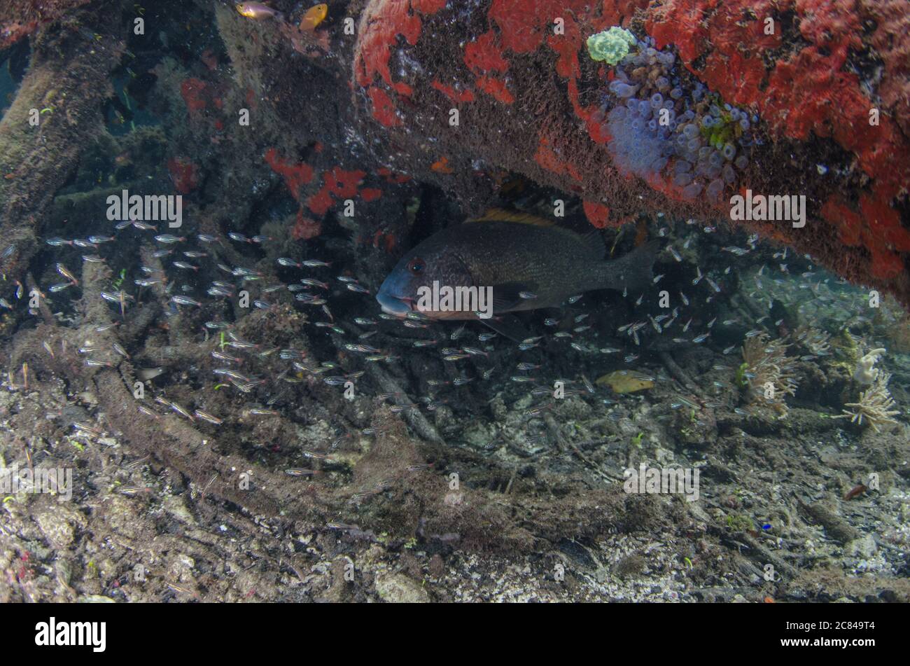 Beautiful picture of life under the water Stock Photo - Alamy