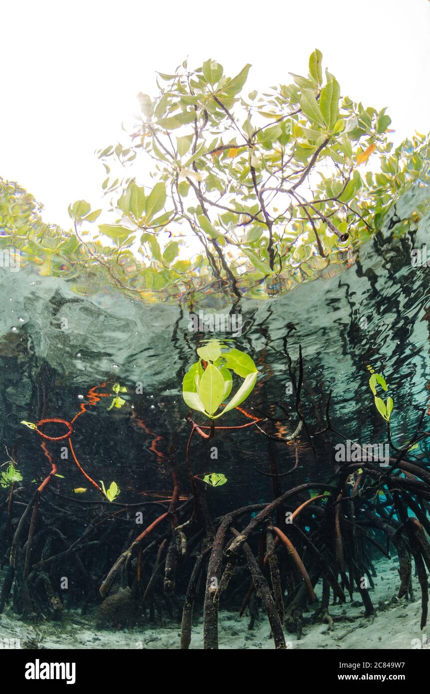 Amazing vertical underwater picture of tree roots Stock Photo - Alamy