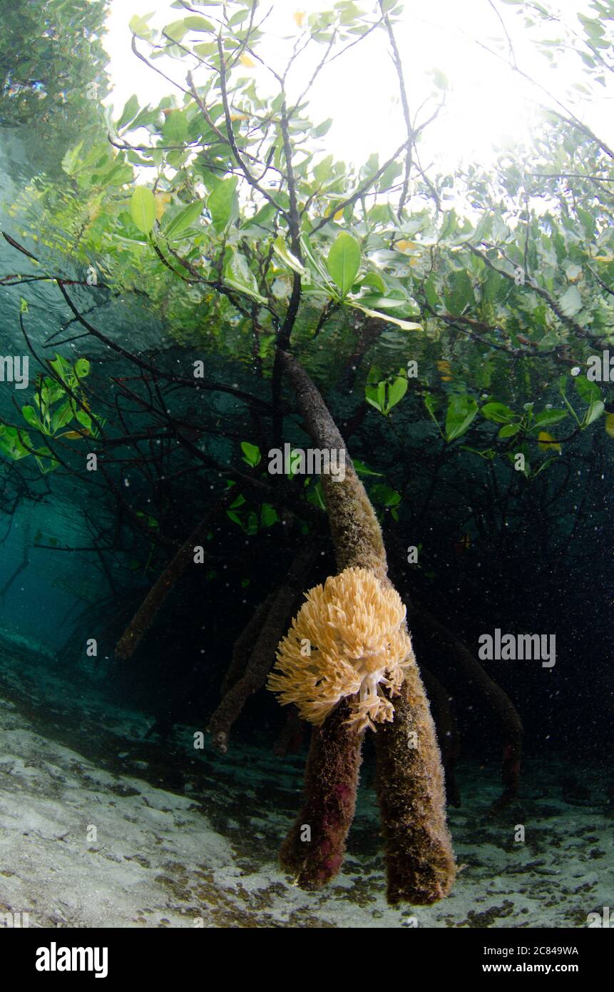 Amazing underwater picture of tree roots with yellow corals Stock Photo ...