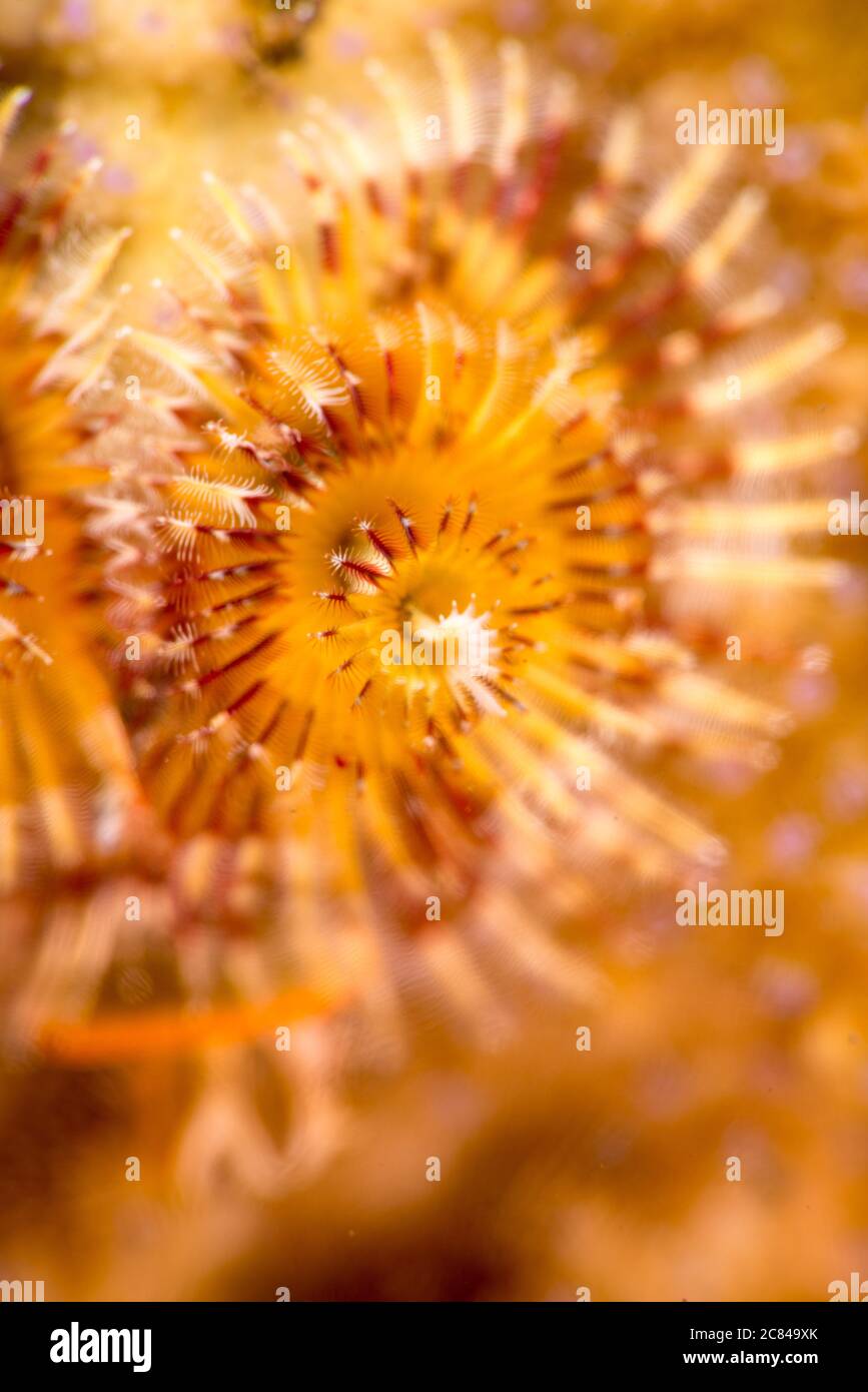 Polychaete worm aquarium hi-res stock photography and images - Alamy