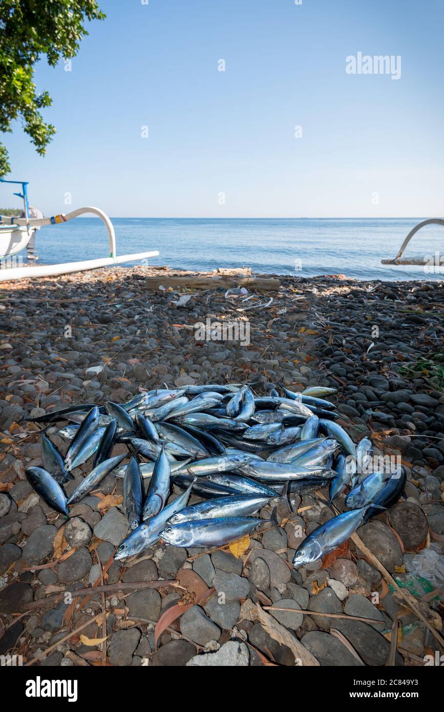 Vertical picture of fishes on the rocks Stock Photo - Alamy