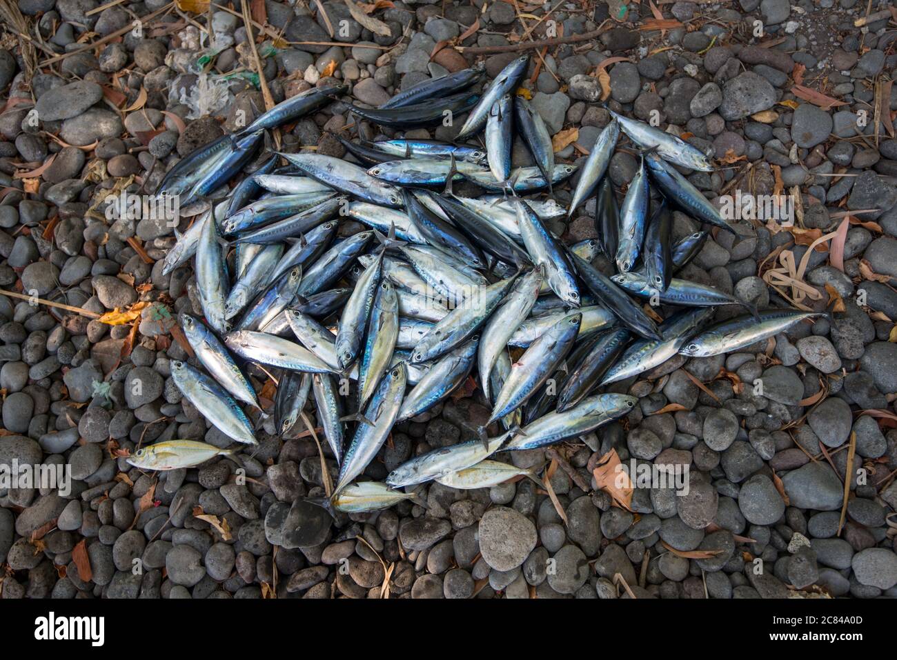 Picture of pile of dead fishes on the rock Stock Photo - Alamy