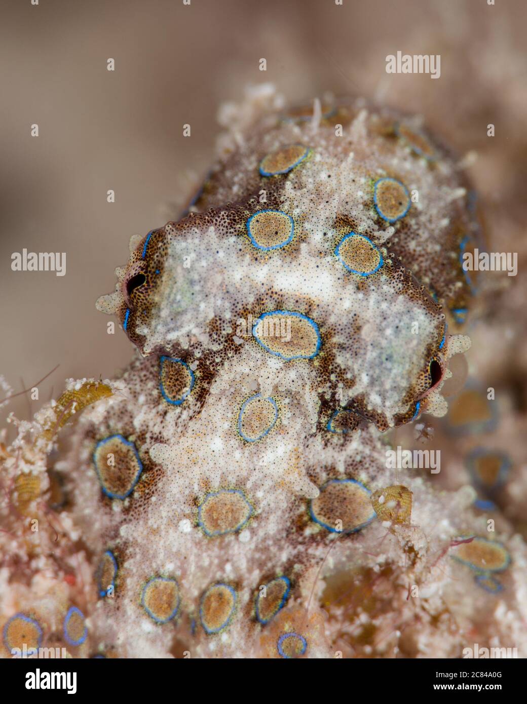 Octopus in shallow water hi-res stock photography and images - Alamy