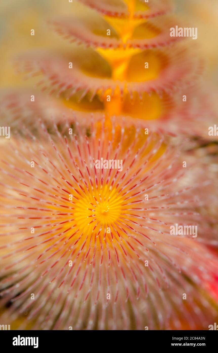 Deep sea polychaete worm hi-res stock photography and images - Alamy