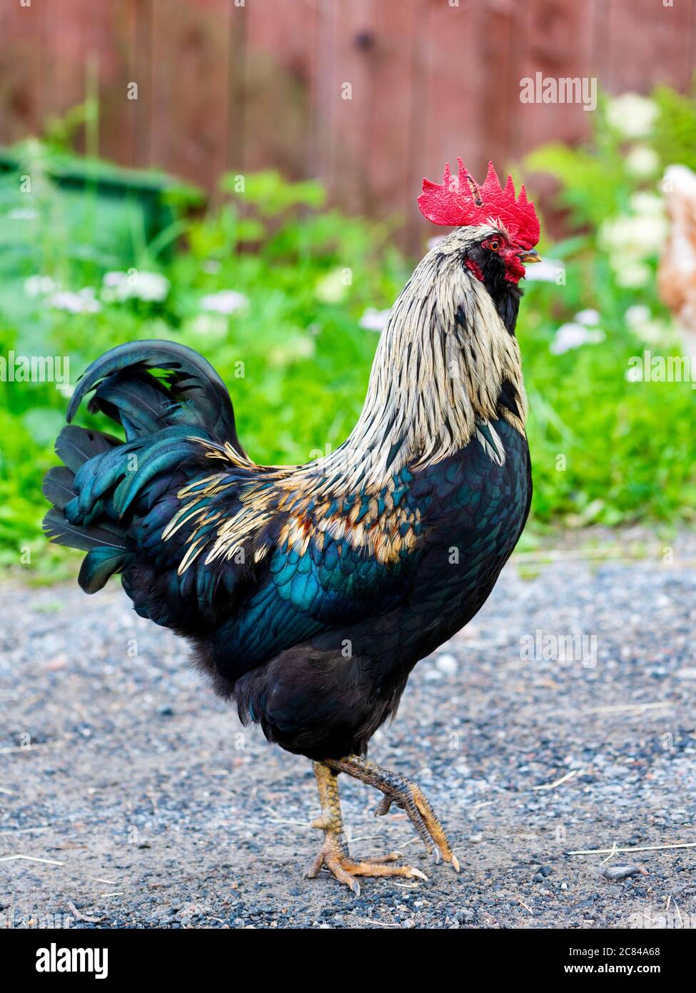 Beautiful rooster hi-res stock photography and images - Alamy