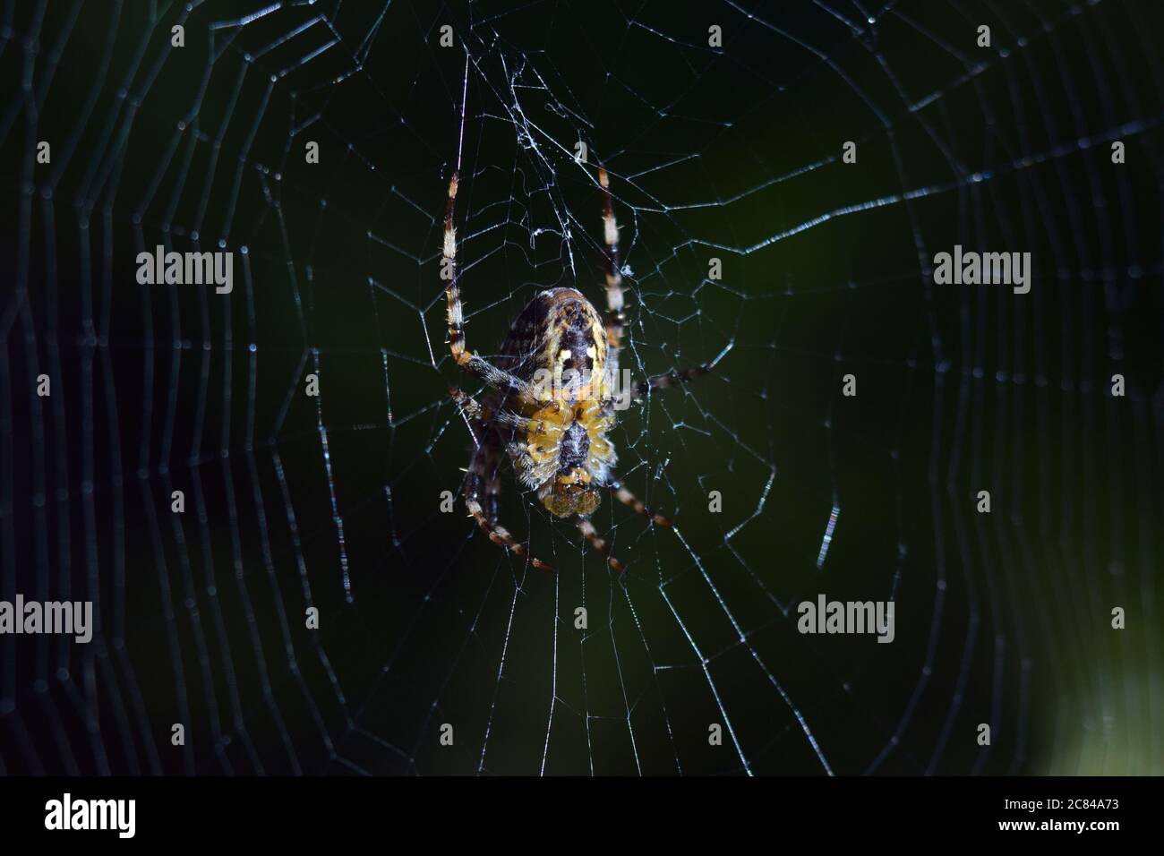 Field spider web hi-res stock photography and images - Alamy