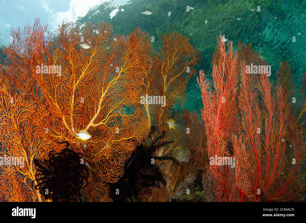 Beautiful underwater scenery of a colorful coral reef - perfect for ...