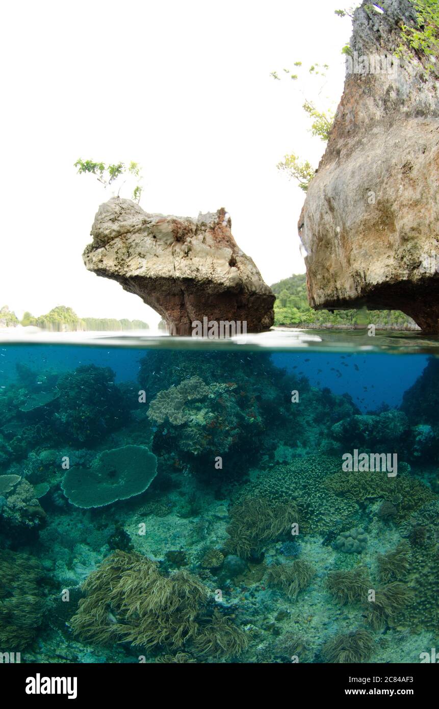 Vertical shot of a coral reef - perfect for wallpaper Stock Photo - Alamy